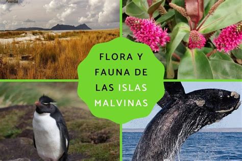 Descubre La Increíble Flora Y Fauna De Las Islas Malvinas Eco360