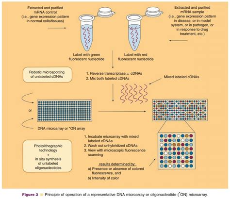 “omics” Enabling Technology Microarrays
