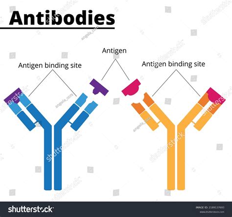 Structure Immunoglobulins Antibodies Tha Antigen Binding Stock Vector Royalty Free 2189137693