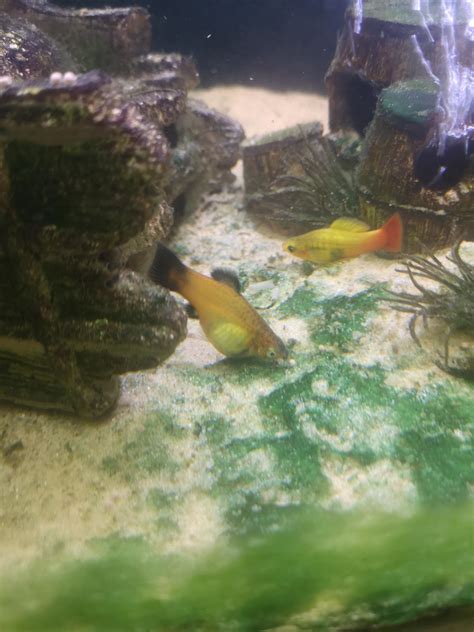 Is My Variatus Platy Pregnant Or Fat Raquariums