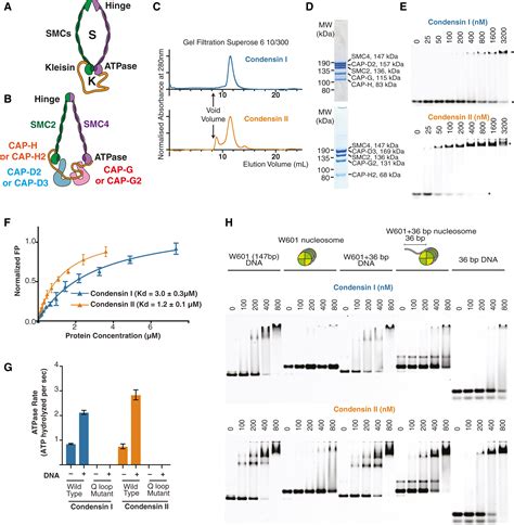 Human Condensin I And Ii Drive Extensive Atp Dependent Compaction Of