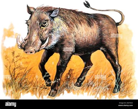 Warthog Wall Art Hi Res Stock Photography And Images Alamy