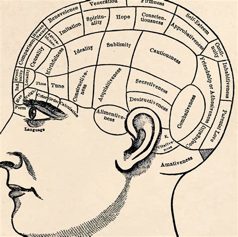 Phrenology Chart