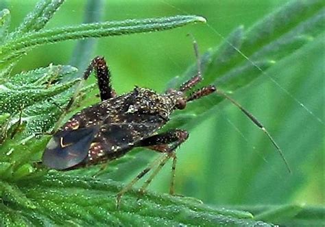 Unknown Bug Neurocolpus Bugguide Net