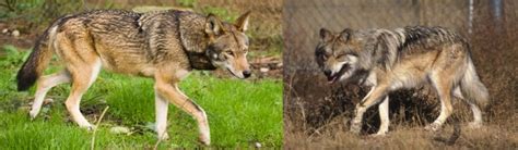 Evaluating The Taxonomic Status Of The Mexican Gray Wolf And The Red