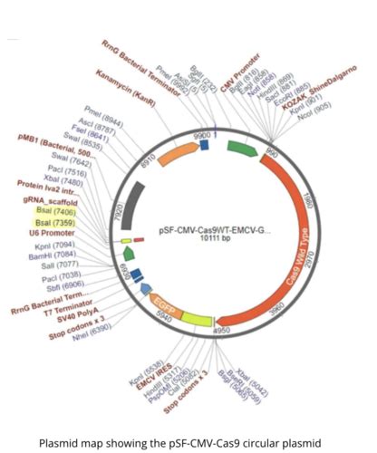 Lp210 Plasmid Linearisation Flashcards Quizlet
