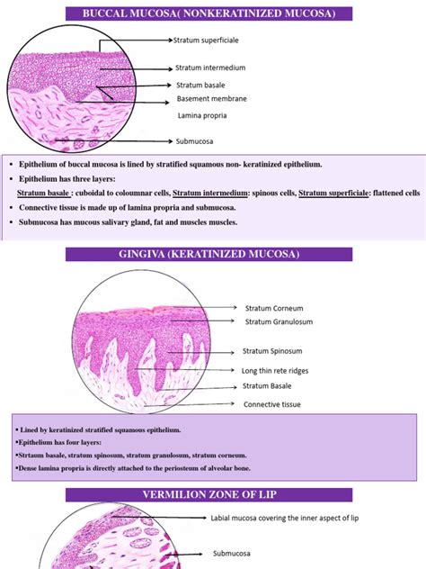 Oral Mucosa Diagrams Pdf Epithelium Animal Anatomy
