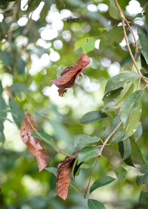 Cob Web Stock Image Image Of Closeup Yellow Autumn 79205543