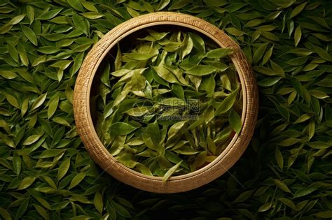 等待炒制的茶叶高清图片下载 正版图片600509664 摄图网