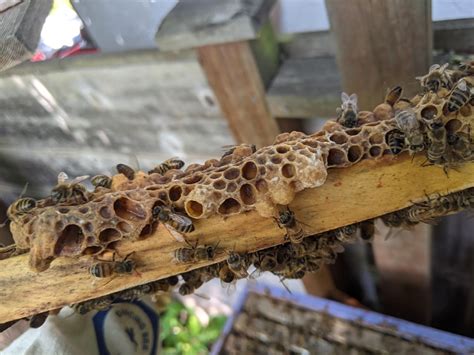 Swarm Cells Or Awkwardly Placed Drone Cells Rbeekeeping