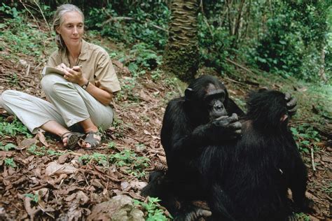 Jane Goodall Who Revolutionised Our Understanding Of Animals Dies At