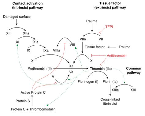 Schematic Diagram Of The Blood Coagulation And Protein C Pathways In