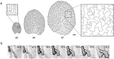 Epidermal Cells Plants