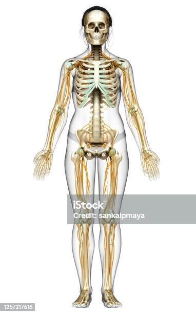 3d 렌더링 의학적으로 정확한 그림의 A 여성 신경계 및 골격 시스템 0명에 대한 스톡 사진 및 기타 이미지 0명 3차원 형태 과학 Istock
