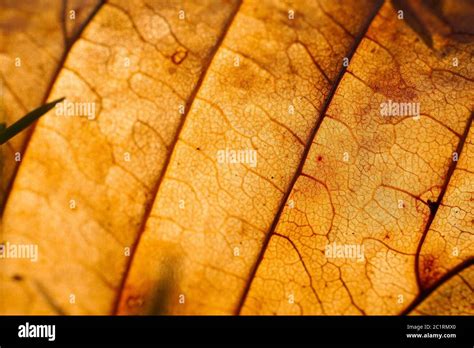 Brown Tree Leaves Texture Stock Photo Alamy