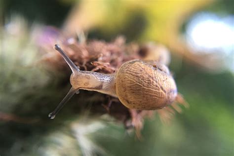 The Importance Of A Pest Inspection Eco Green Pest Services