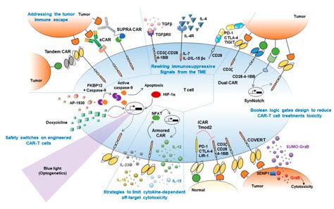 Logic Gates Design To Reduce Car T Cell Treatment Toxicity A An And