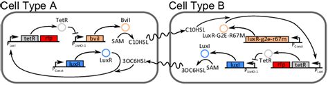 Diagram Of The Synthetic Lateral Inhibition Circuit Under Download