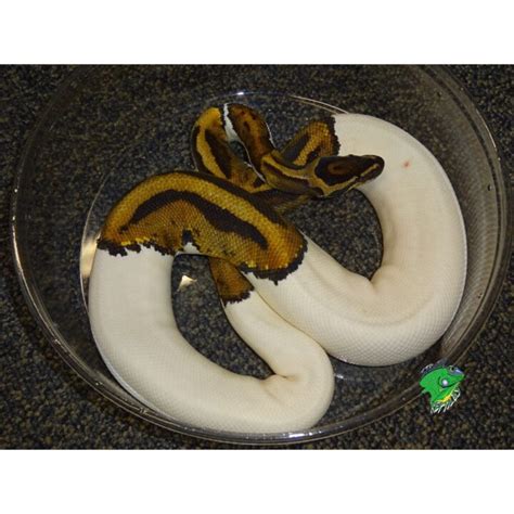 Piebald High White Ball Python Hatchling Strictly Reptiles Inc