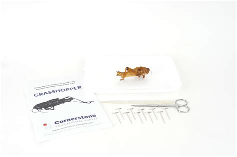 Grasshopper Internal Anatomy