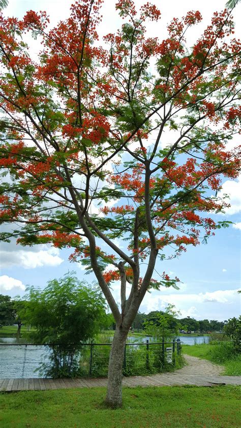Fire Tree Garden Arch Outdoor Structures Nature