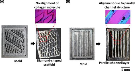 A Branching In The Diamond Shaped Patterned Lattice Displayed A Lack Download Scientific