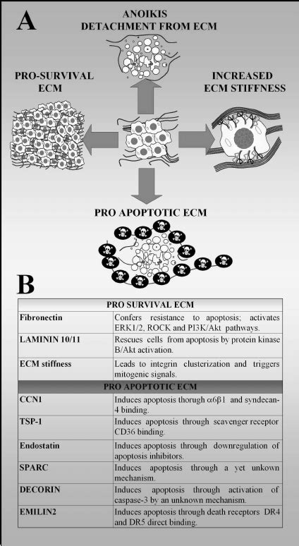 A Schematic Representation Of The Role Played By The ECM Molecules In Download Scientific