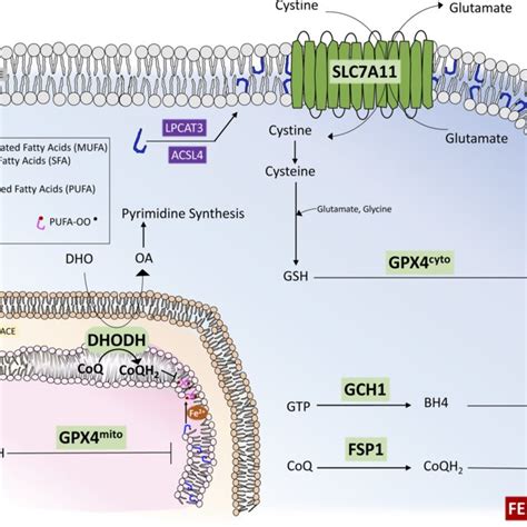 The Ferroptosis Pathway Acsl4 And Lpcat3 Mediate The Biosynthesis Of