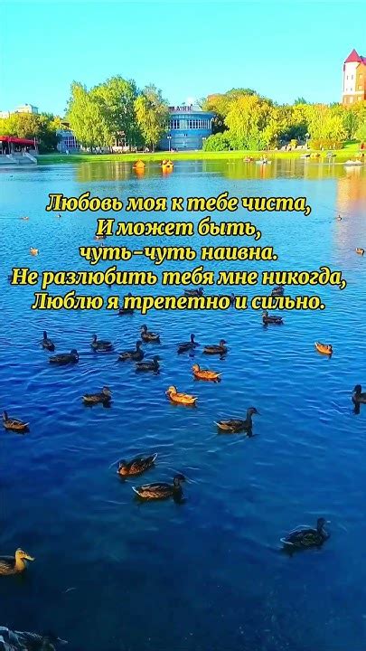 Любовь моя к тебе чиста отсердцаксердцу поэзия стихи Shorts Youtube