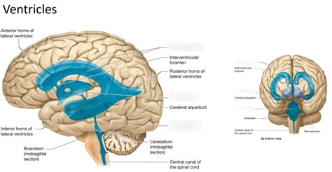 Ventricles Diagram Quizlet