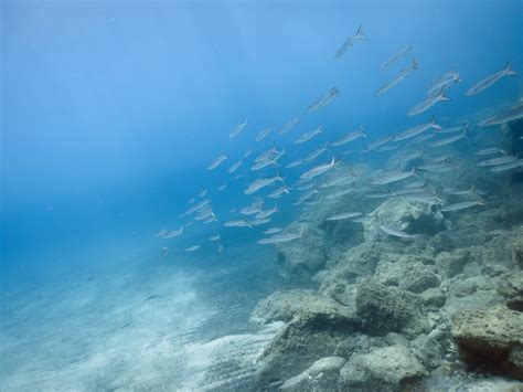 School Of Fish 3 Free Photo Download Freeimages