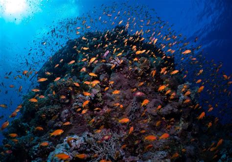 Explore The Best Red Sea Day Diving Sites With Emperor Divers