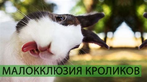 КАК ПОДРЕЗАТЬ ЗУБЫ КРОЛИКУ САМОСТОЯТЕЛЬНО? (малокклюзия у кроликов и ...