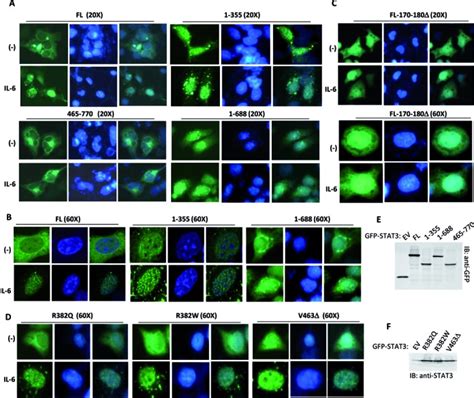 The Stat3 Hies Mutation Is A Gain Of Function Mutation That Activates Genes Via Agg Element