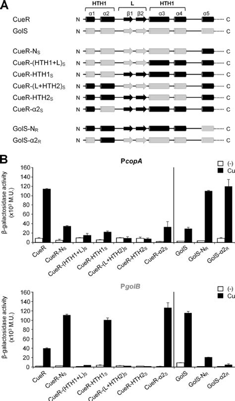 The N Terminal Dna Binding Domain Is Responsible For Selective