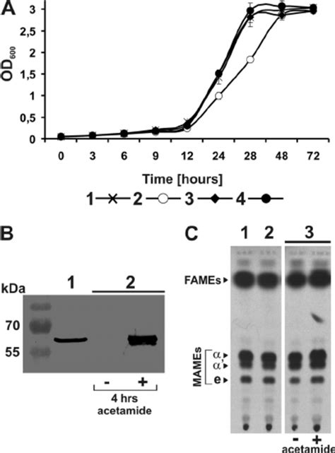 Phenotypic Analysis Of The M Smegmatis ⌬ Accd6 Mutant A Growth Rate Download Scientific