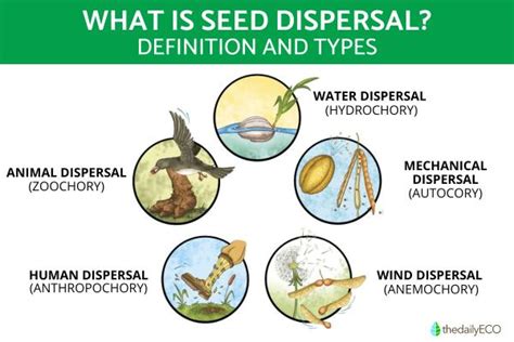 How Do Plants Spread Seeds 5 Seed Dispersal Methods