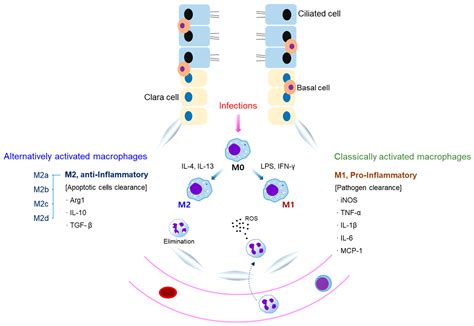 The Role Of Macrophages In The Development Of Acute And Chronic Inflammatory Lung Diseases