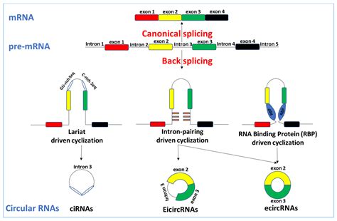 Circular Rnas Biogenesis Biological Functions And Roles In Myocardial Infarction