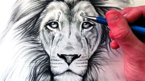 Lion Realistic Drawing At Getdrawings Free Download
