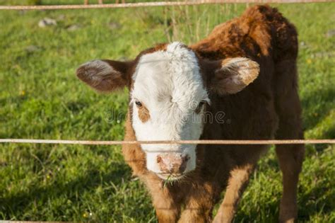 Brown And White Calf With Bit Of Grass In Mouth Looking Through Rusty
