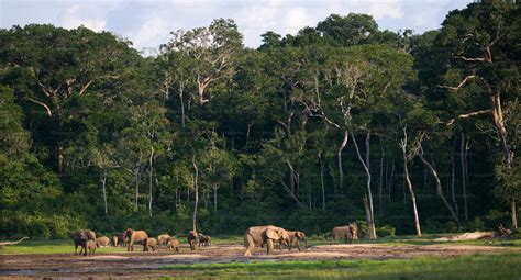 Group Of Forest Elephants In The Forest Edge Republic Of Congo Dzanga
