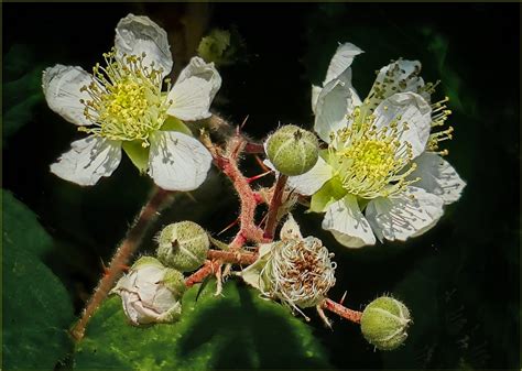 Blackberry Blossom By Ivalyn Ephotozine