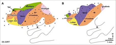Organization Of The Motor Cortex In A Rat Mapped A First Under Light