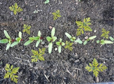 Weeds Vs Crops Object Detection Dataset And Pre Trained Model By Weed Vs Crop