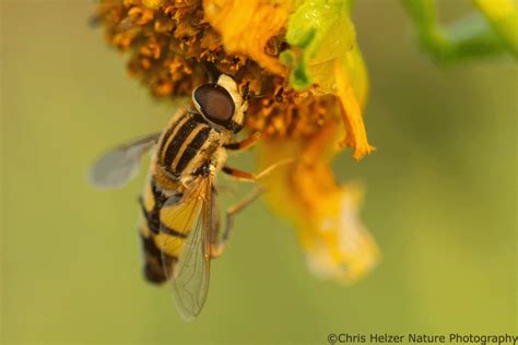 Dead Bug Chronicles The Prairie Ecologist