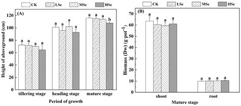 Physiological And Biochemical Analysis Of Selenium Enriched Rice