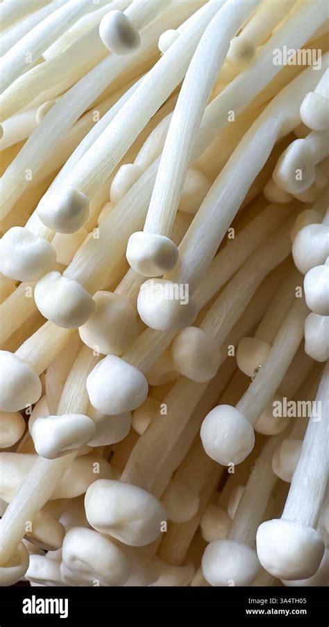 A Detailed Close Up Of Enoki Mushrooms Filling The Entire Frame Their