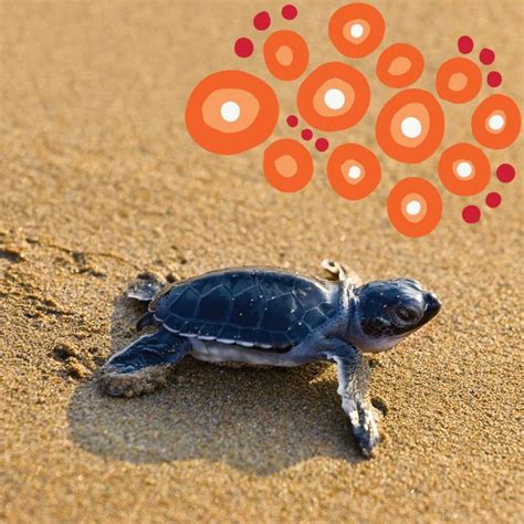 The Where And When To Turtle Hatching Season In Queensland