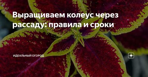 Выращиваем колеус через рассаду правила и сроки Идеальный огород Дзен